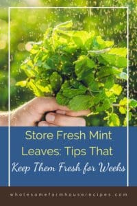 Store Fresh Mint Leaves: Tips That Keep Them Fresh for Weeks ...